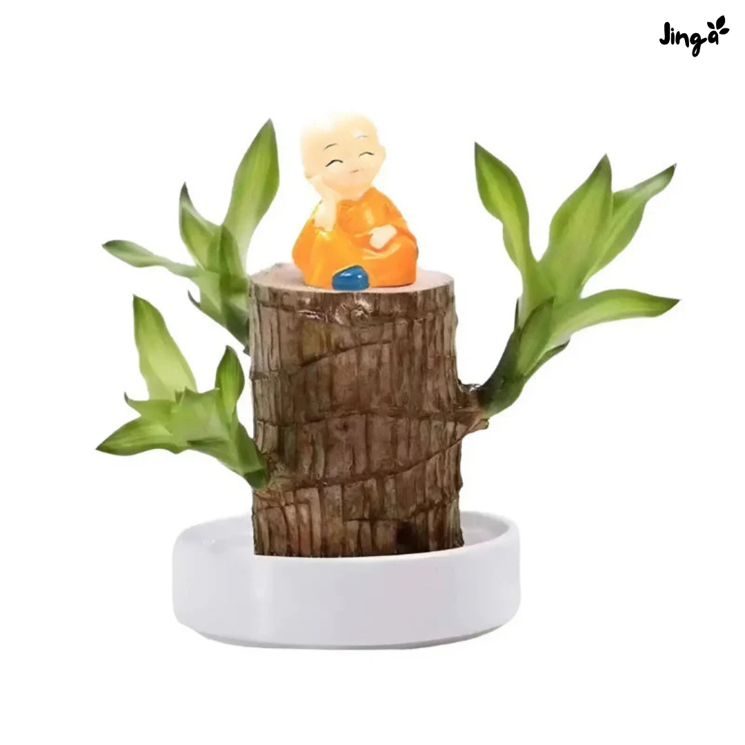 Planta da sorte Jinga – Pikal Online